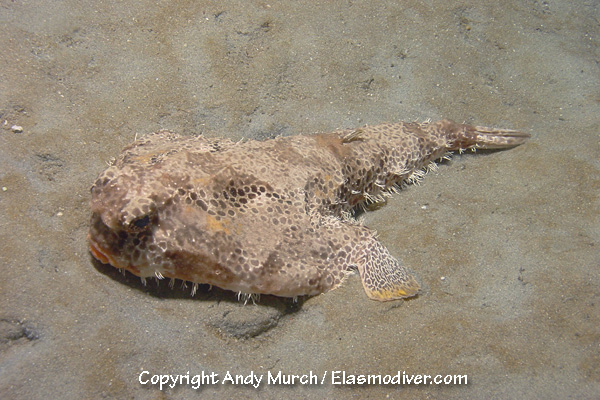 Polkadot Batfish Pictures - images of Ogcocephalus radiatus